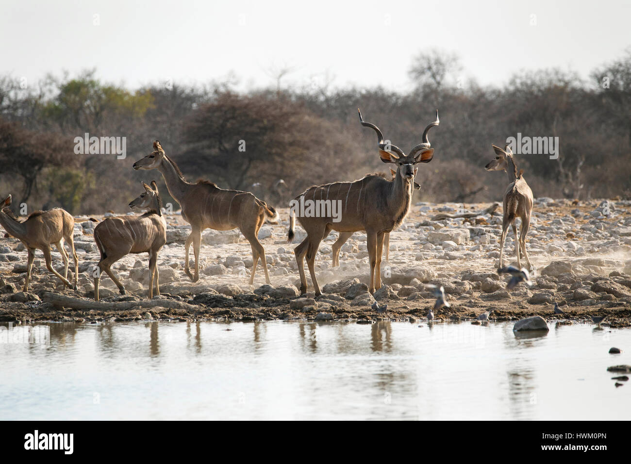 Greater Kudu, Tragelaphus strepsiceros, Klein Namutoni Waterhole, Etosha National Park, Namibia ...