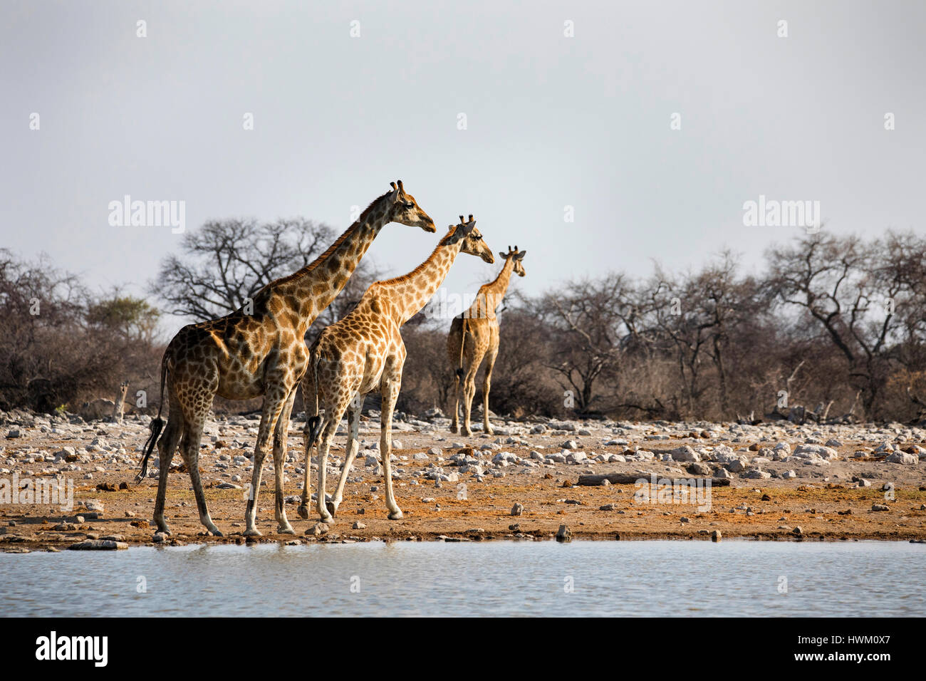 Angolan Giraffe, Giraffa giraffa angolensis, Klein Namutoni Waterhole, Etosha National Park ...