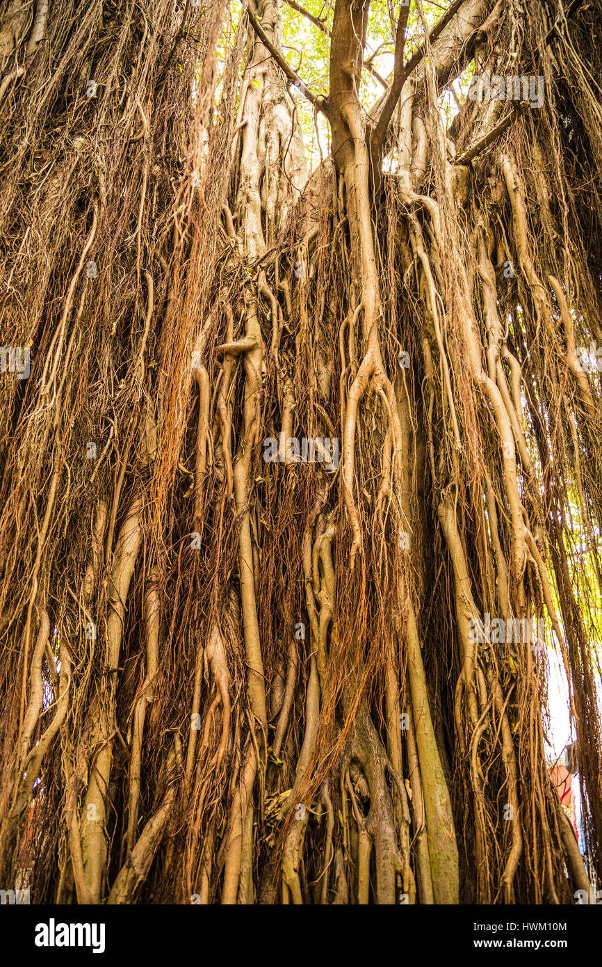 Tree Roots Above Ground