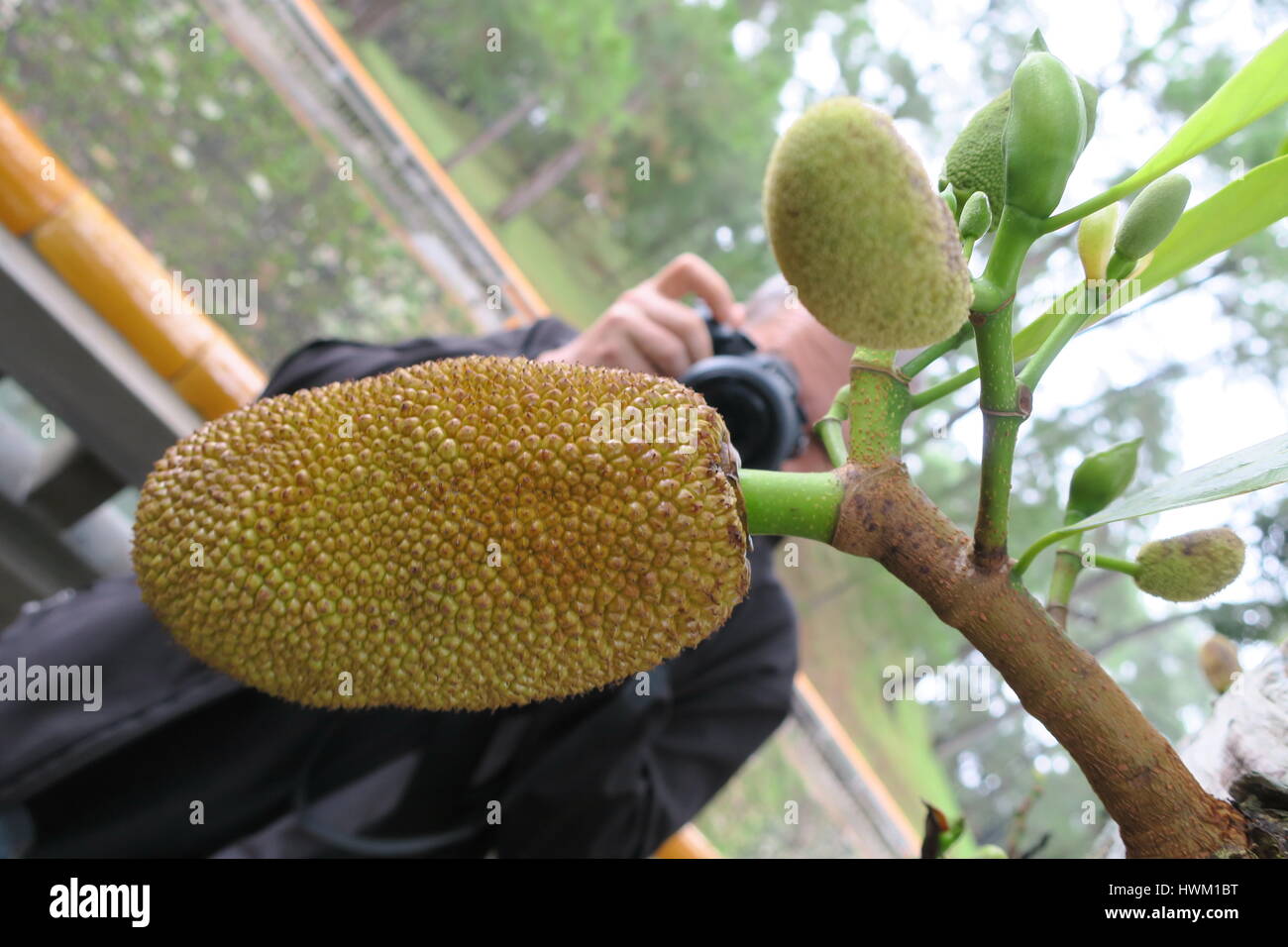 Largest tree borne fruit hi-res stock photography and images - Alamy