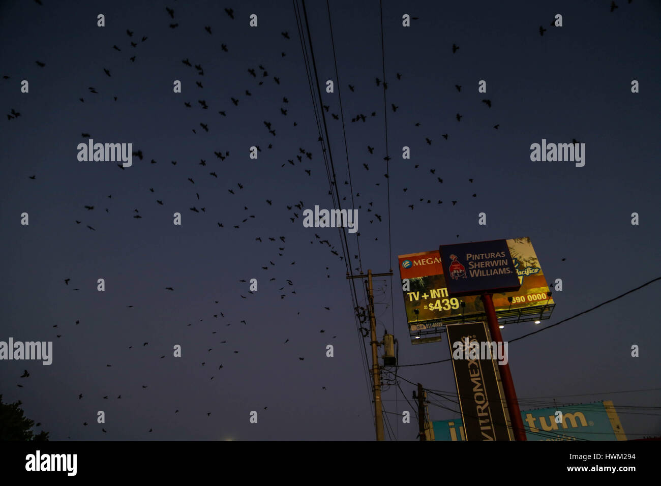 For less than a decade tens of thousands of birds Yellow-headed Thrush ...