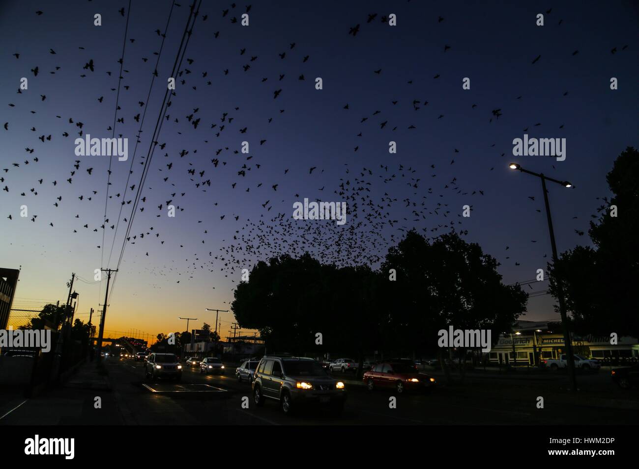 For less than a decade tens of thousands of birds Yellow-headed Thrush ...