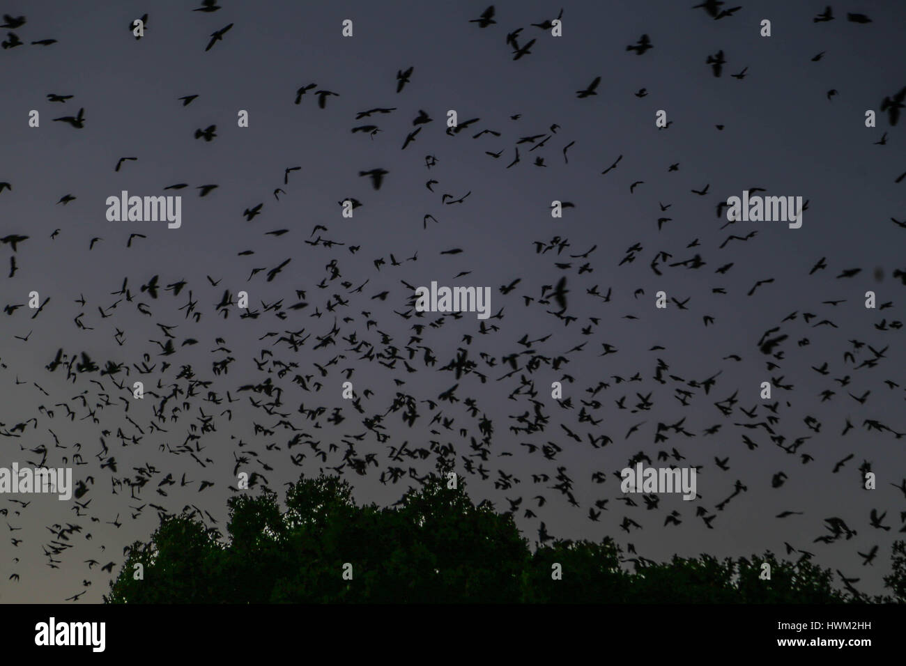 For less than a decade tens of thousands of birds Yellow-headed Thrush ...