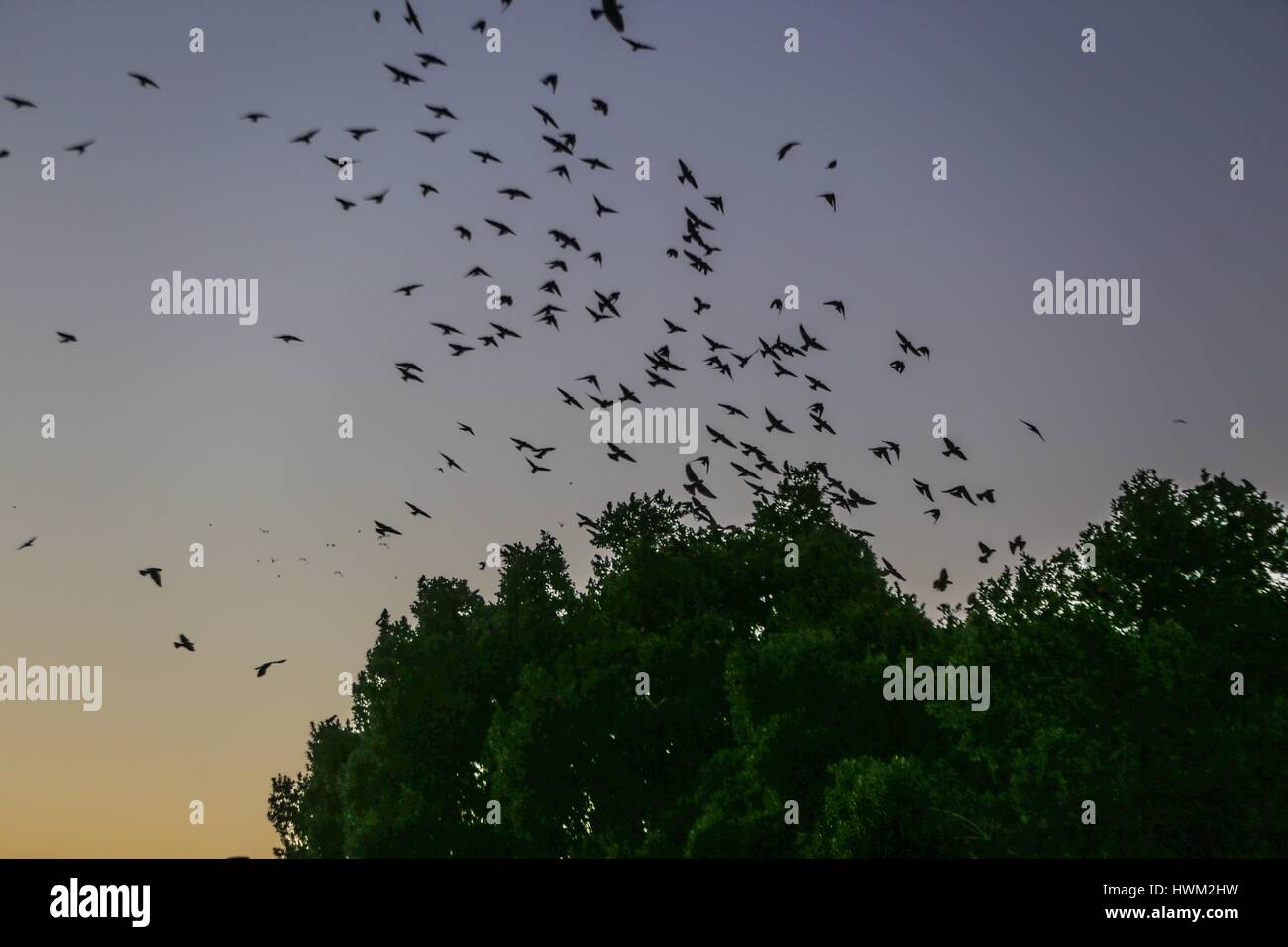 For less than a decade tens of thousands of birds Yellow-headed Thrush ...