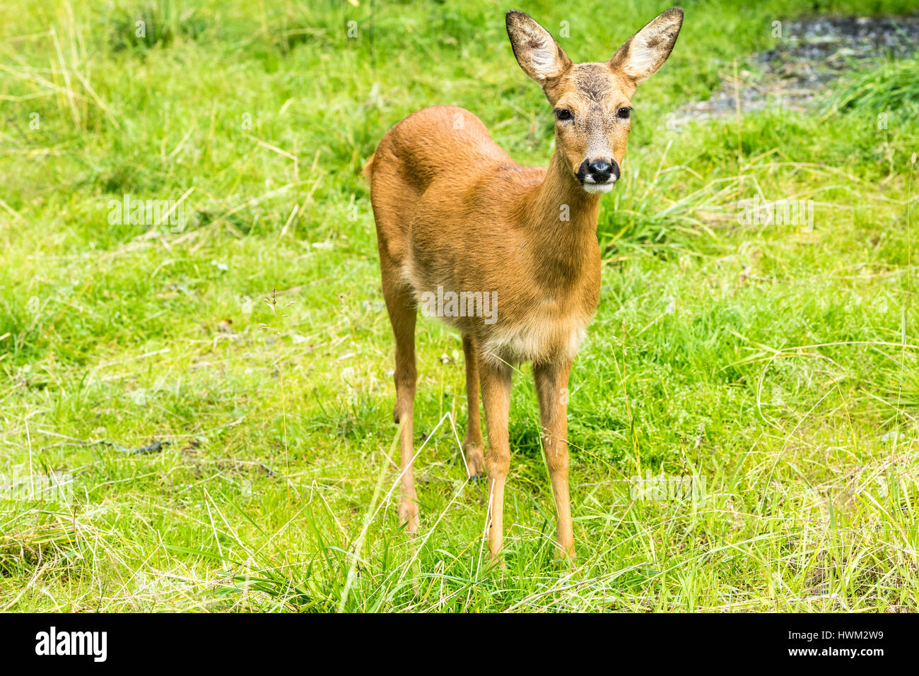 Fallow deer with ears raised in the woods Stock Photo - Alamy