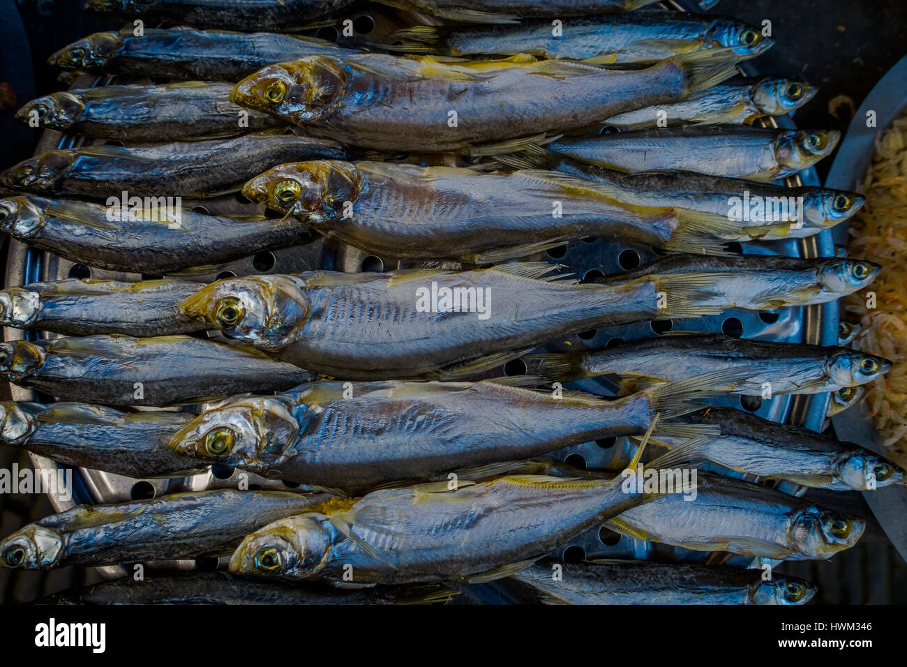 SHANGHAI, CHINA: Selection of sea food at fish market inside famous ...