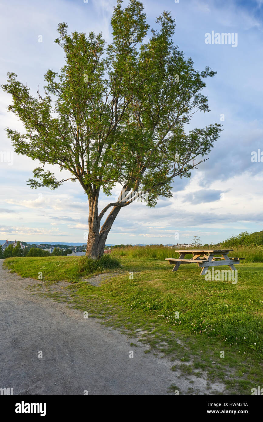 Under a tall tree hi-res stock photography and images - Alamy