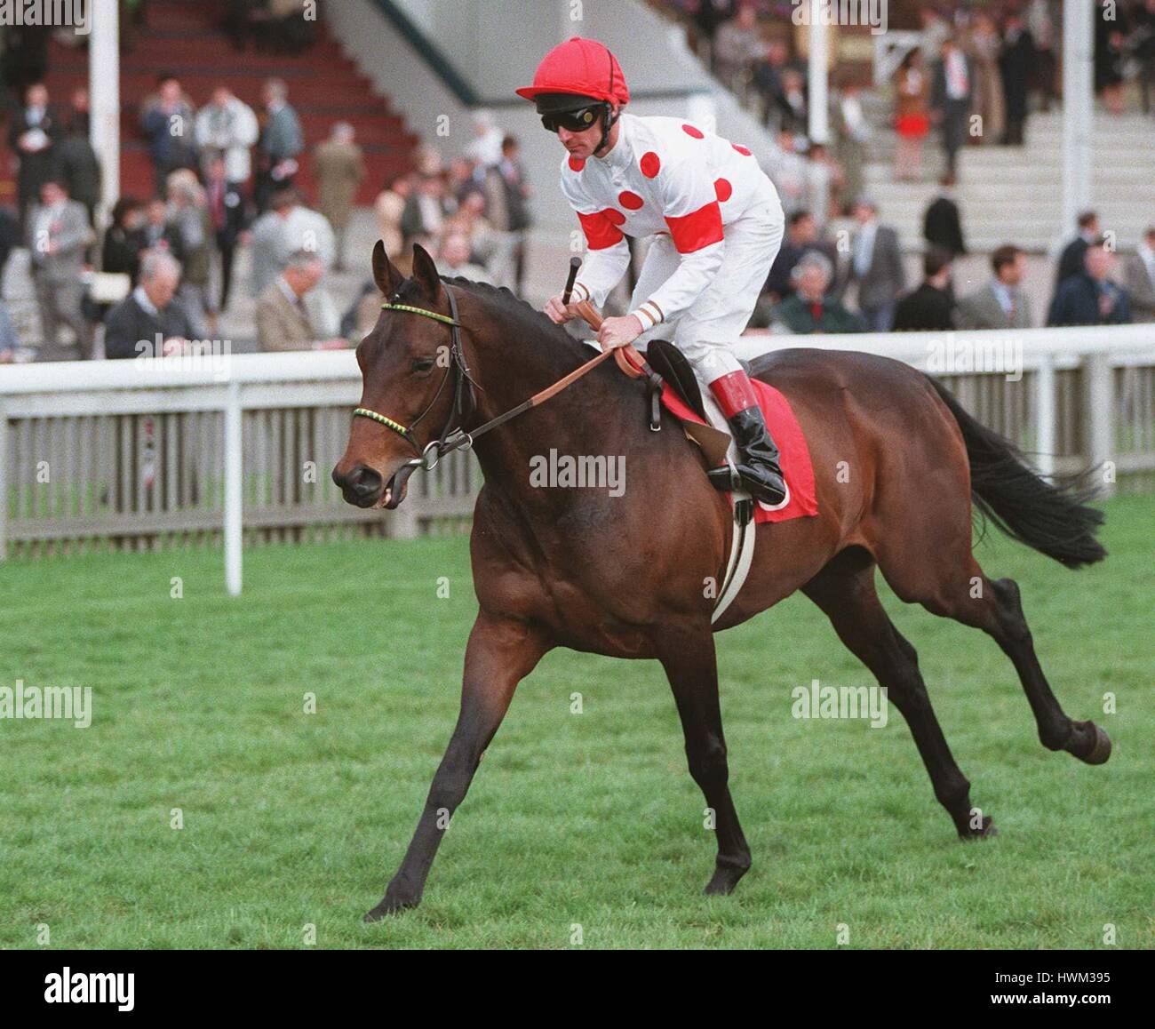 White Racehorse High Resolution Stock Photography and Images - Alamy