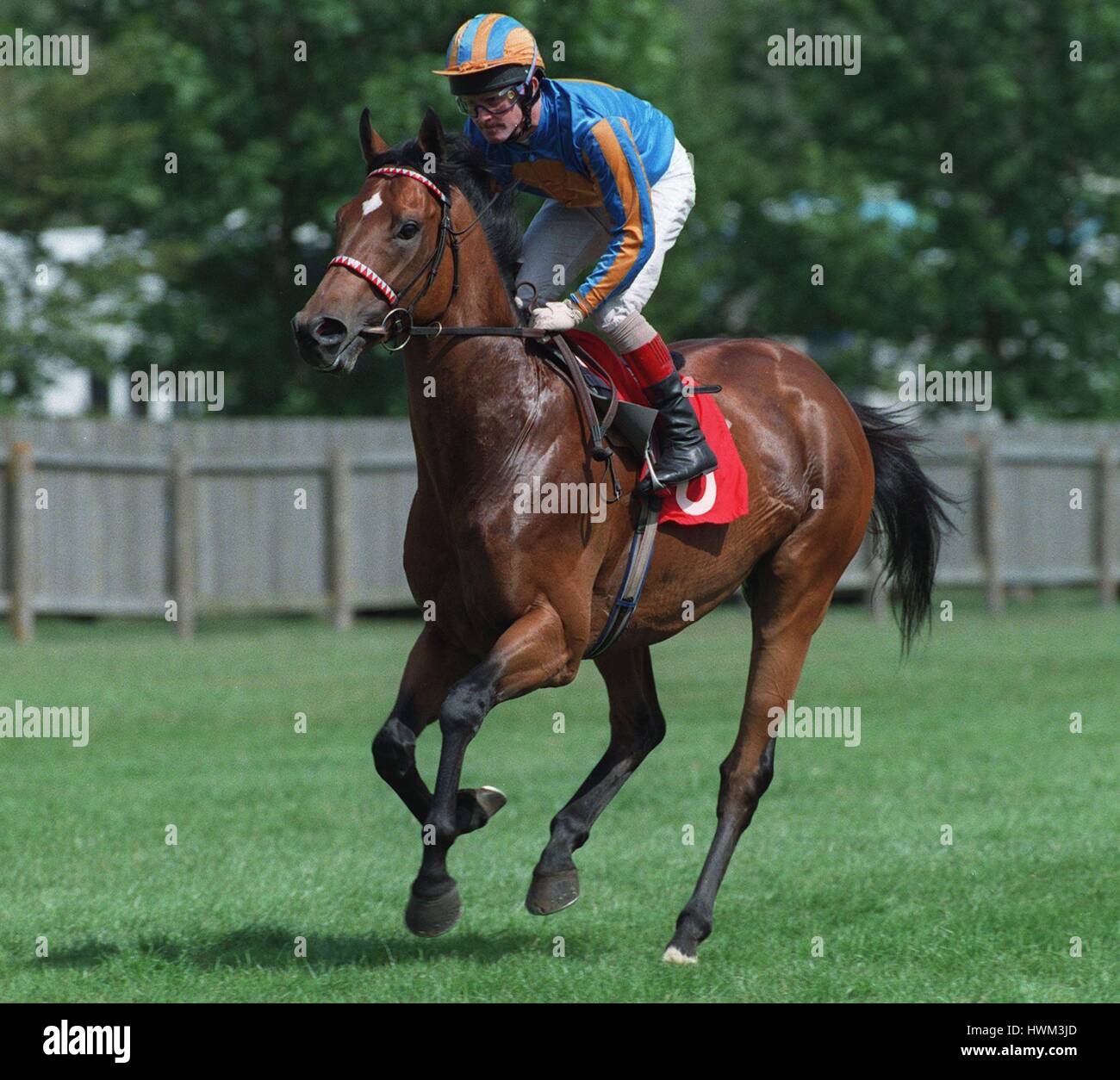 Danehill horse hi-res stock photography and images - Alamy