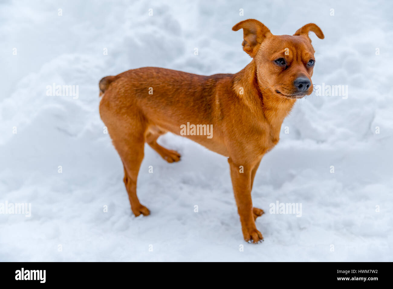 Snall dog looking Stock Photo - Alamy