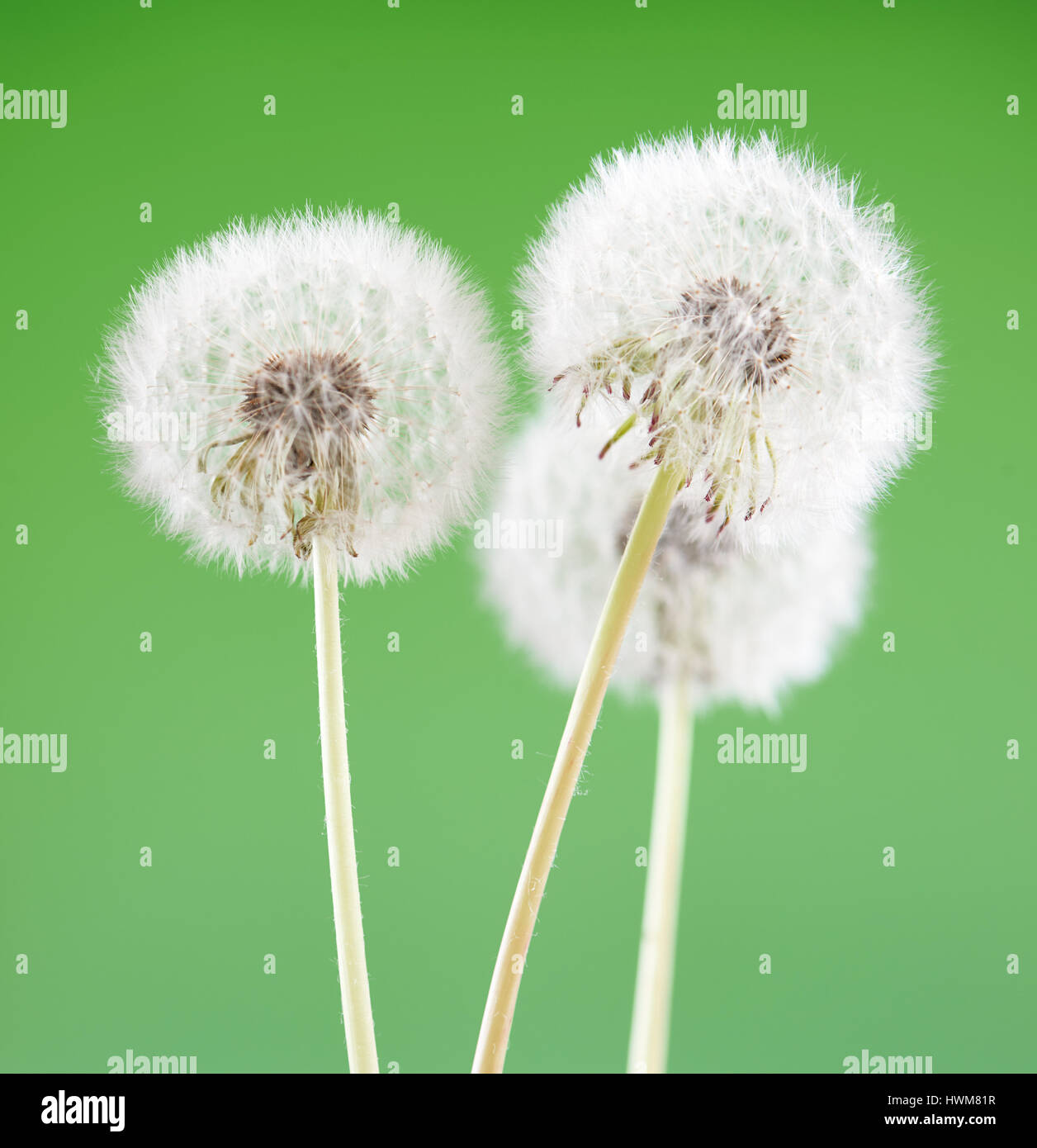 Dandelion on blank green background, beautiful flower, nature and ...