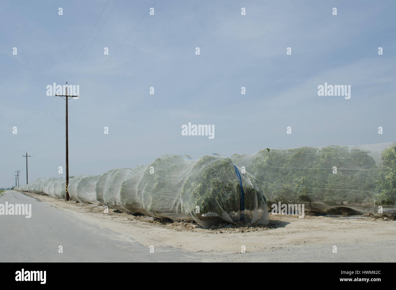 Citrus pollination hi-res stock photography and images - Alamy