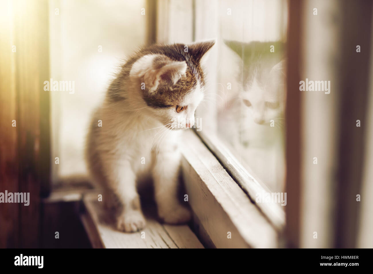 Little kitten looking out the window Stock Photo - Alamy