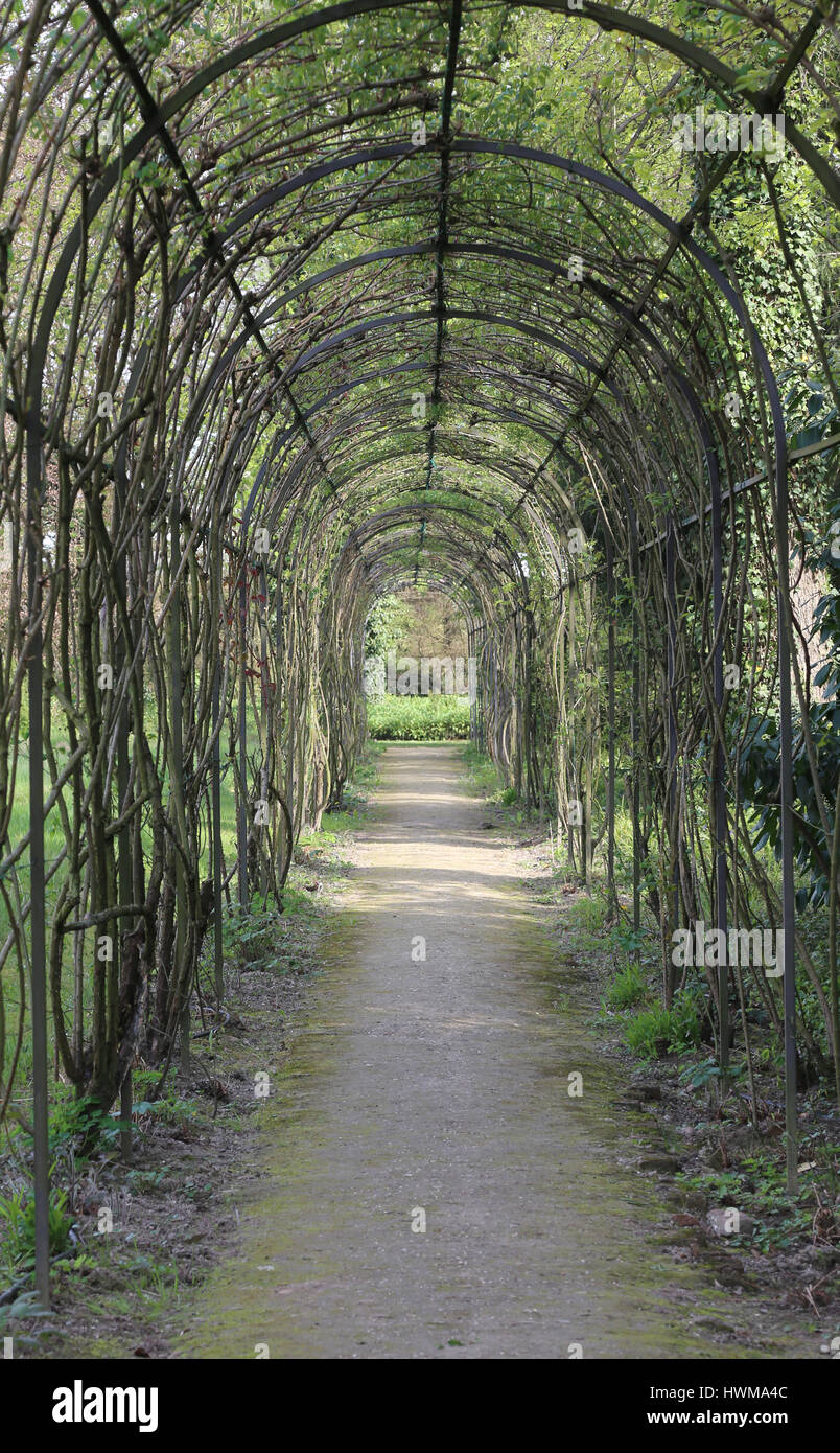 beautiful hedges tunnel and flowers in a garden in spring Stock Photo ...