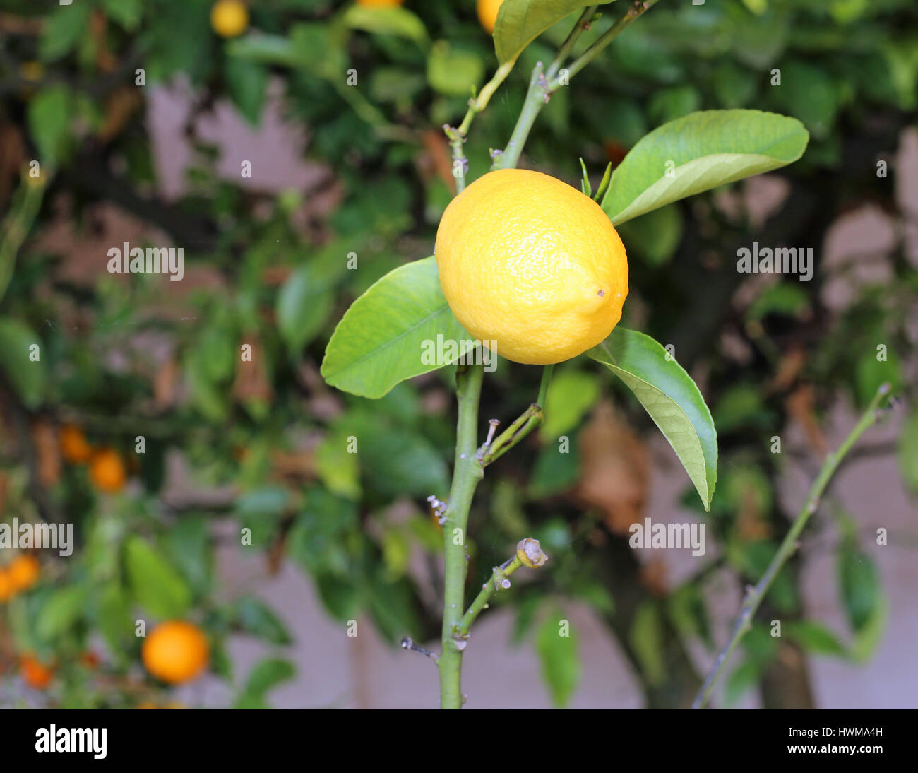 Sicilian lemon tree yellow leaves hi-res stock photography and images ...
