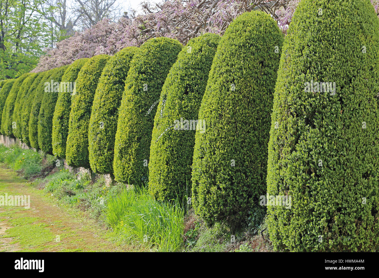 Boundary hedges hi-res stock photography and images - Alamy