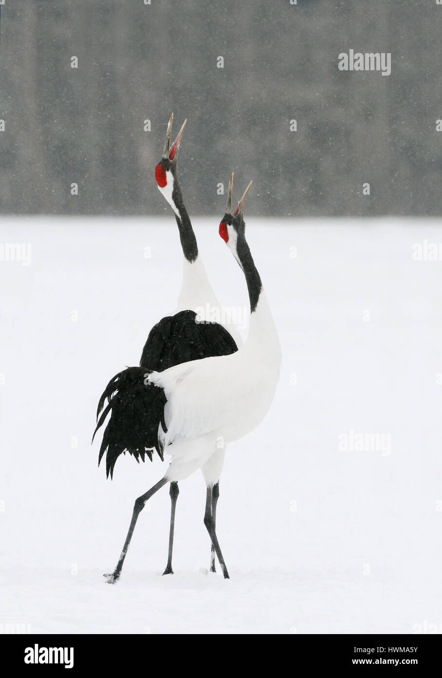Red Crowned Cranes aka Japanese Cranes on a snowy field in the Akan ...