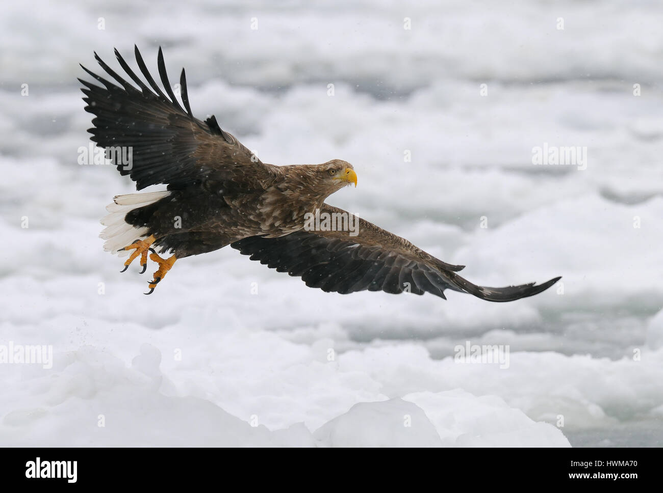 White-tailed Sea Eagle on the floating ice in Nemuro Strait a few miles ...