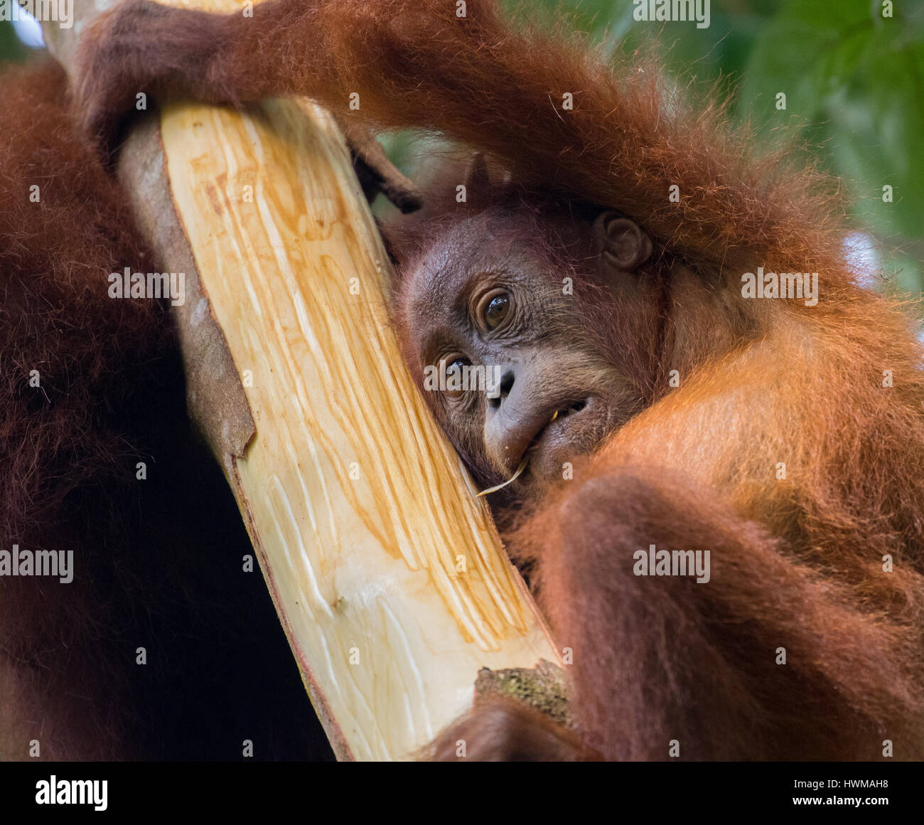 Juvenile Sumatran orangutan (Pongo abelii) on tree Stock Photo - Alamy