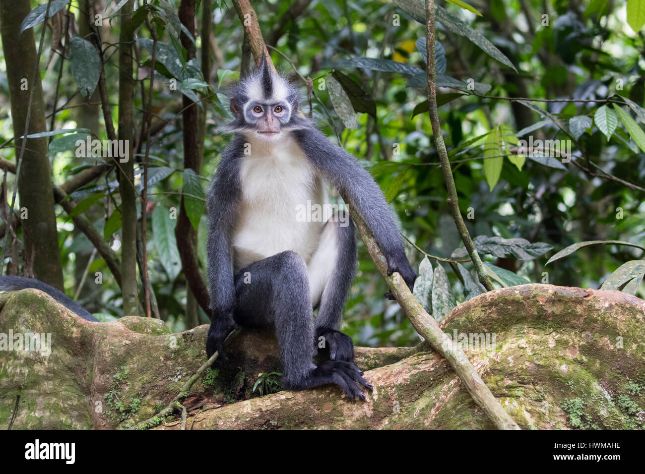 Thomas's Langur (Presbytis thomasi) in Sumatra rainforest Stock Photo ...