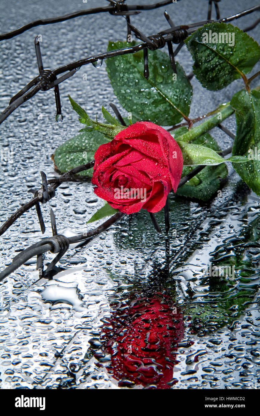 Rose barbed wire hi-res stock photography and images - Alamy