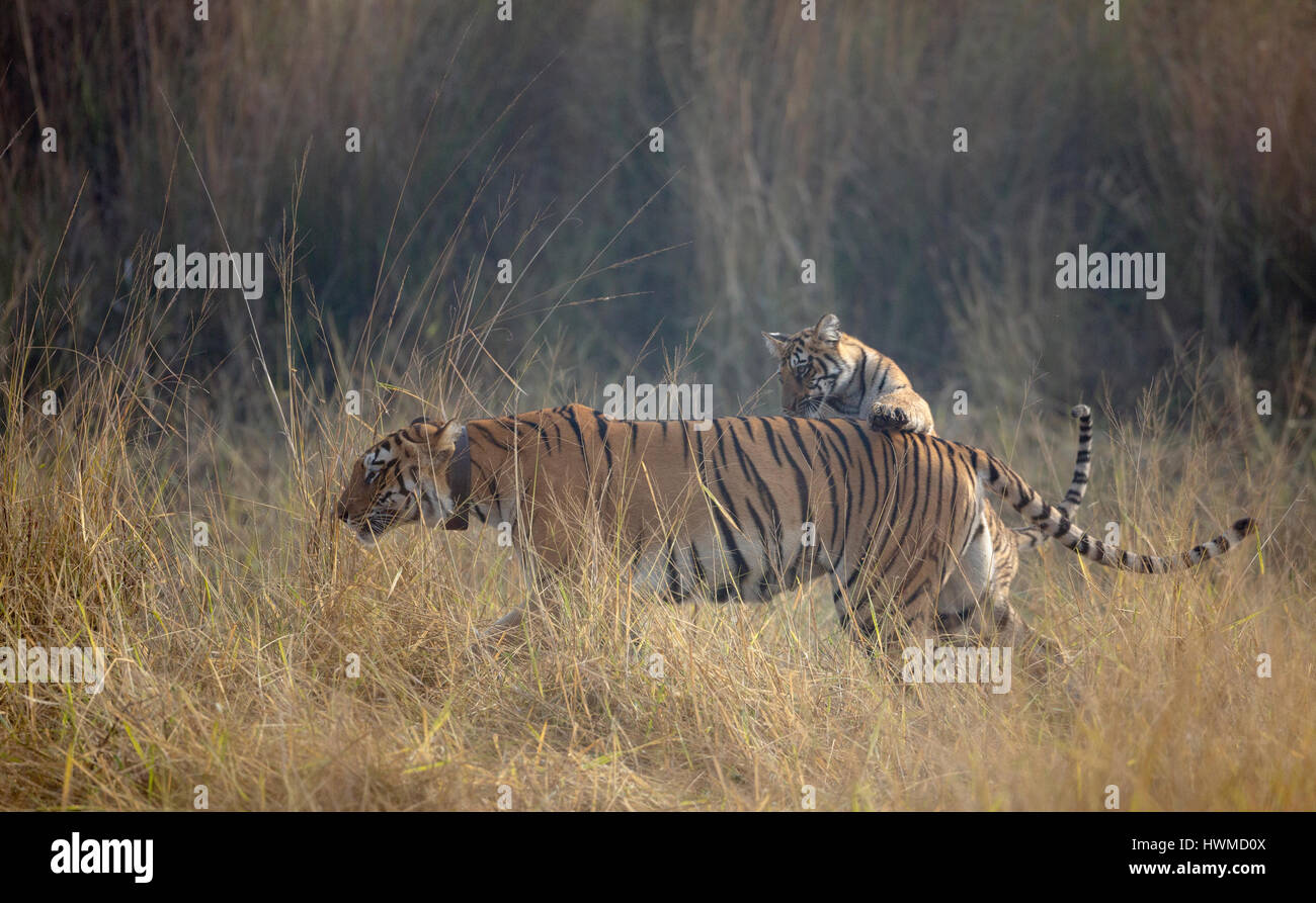 Tiger Cub riding mothers back Stock Photo - Alamy