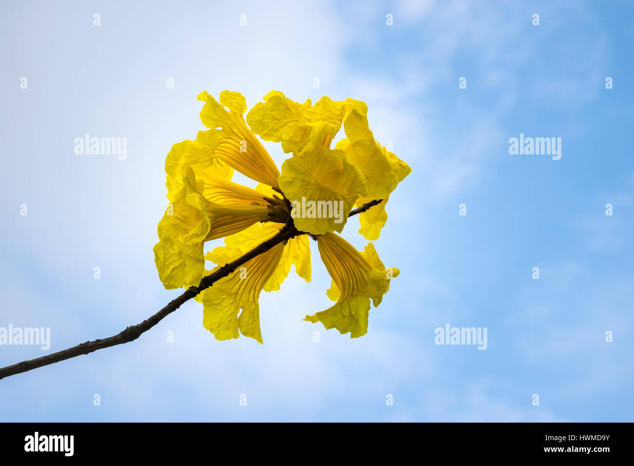 Yellow Pui, tabebuia chrysantha, flowers against powder blue sky ...