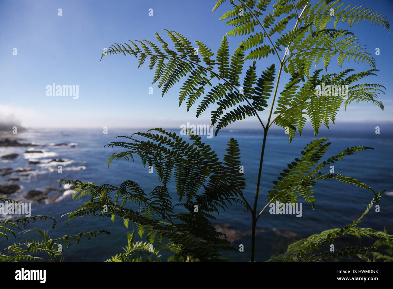 Bracken Fern (Pteridium), Nootka Island, BC Stock Photo - Alamy