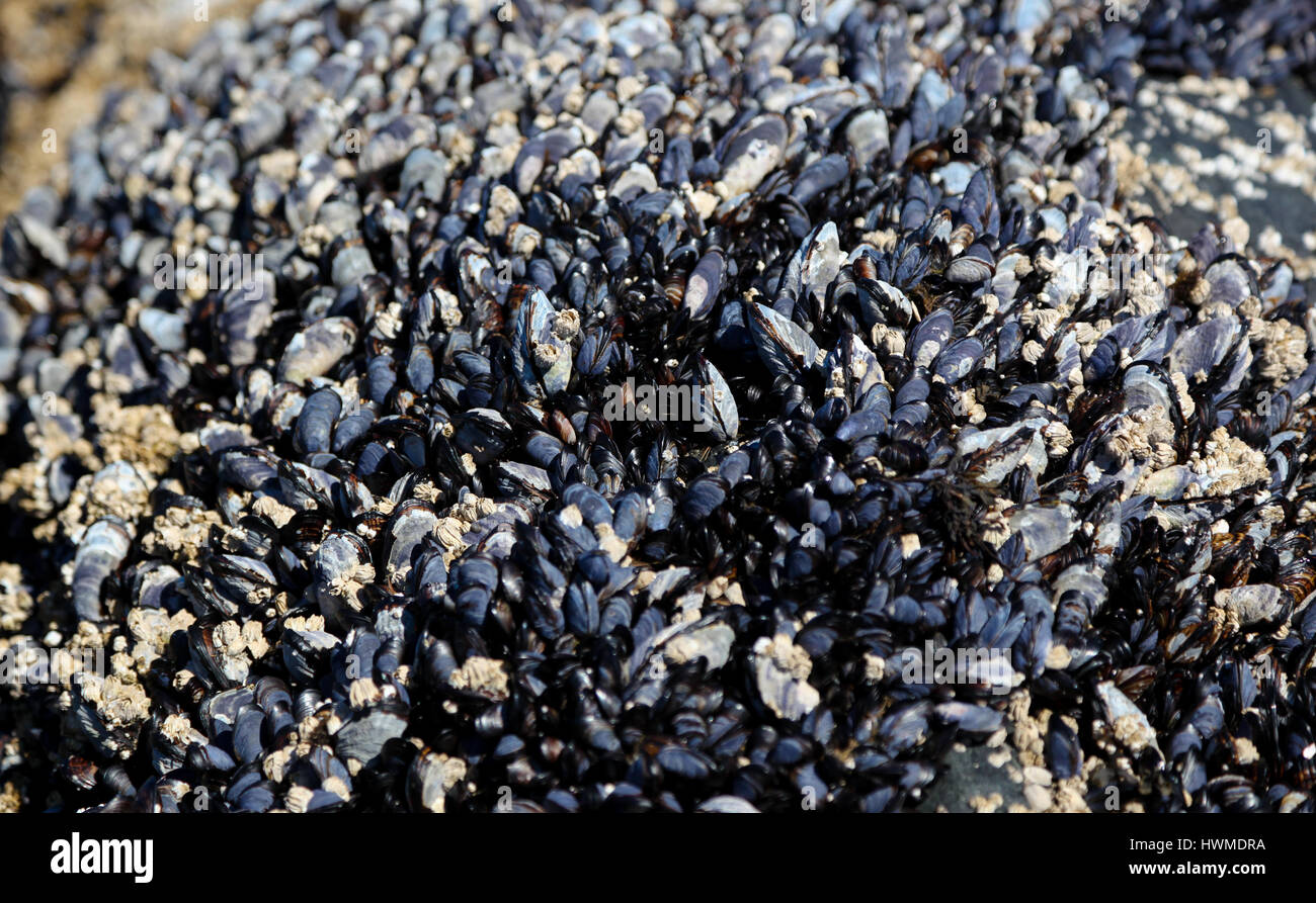 Blue Mussels (Mytilus edulis), Nootka Island, BC Stock Photo - Alamy