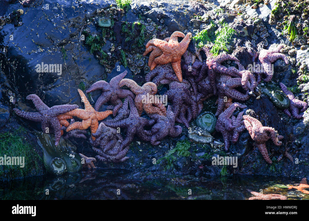Sea Stars at low tide, Nootka Island, BC Stock Photo - Alamy