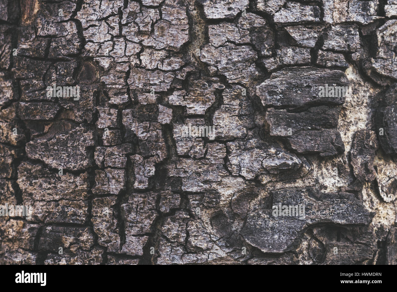 Bark of plane tree Stock Photo - Alamy