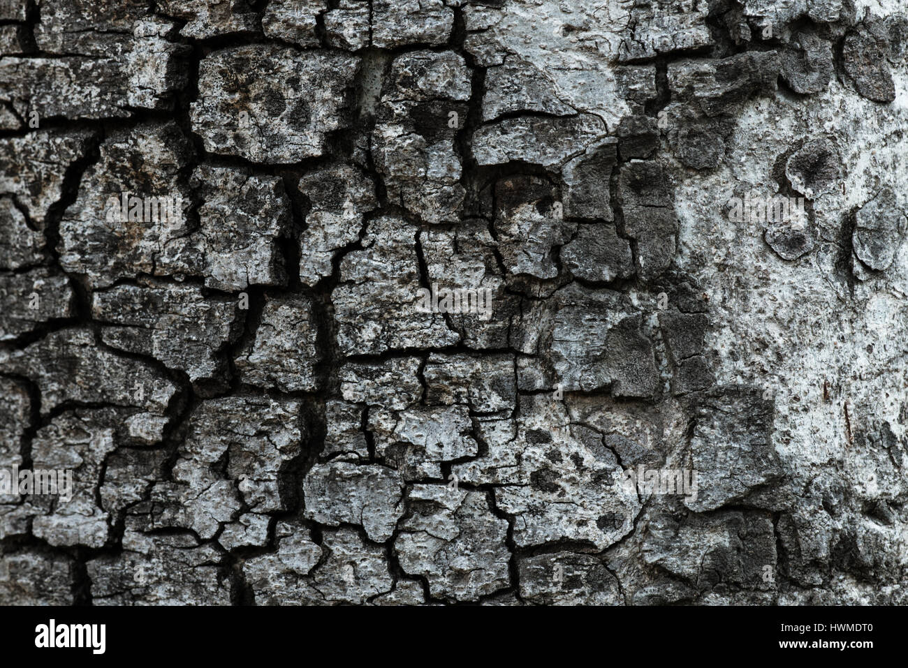 Bark of plane tree Stock Photo - Alamy