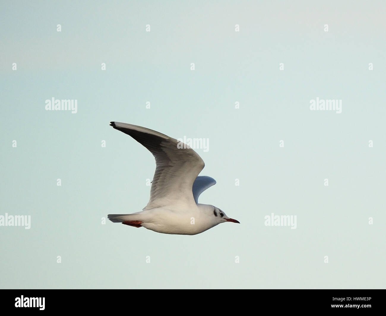 Gull in Flight Stock Photo - Alamy