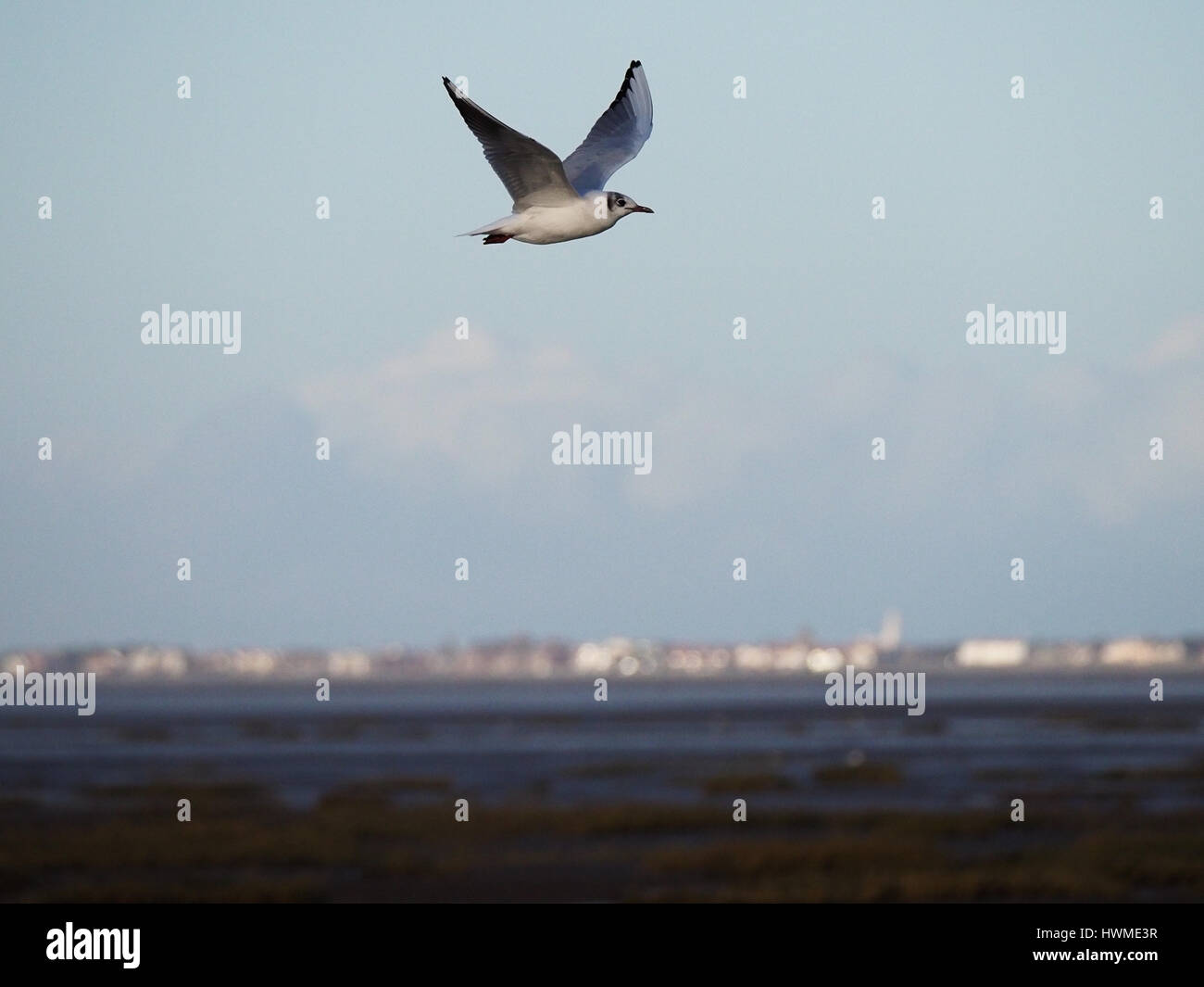 Gull in Flight Stock Photo - Alamy