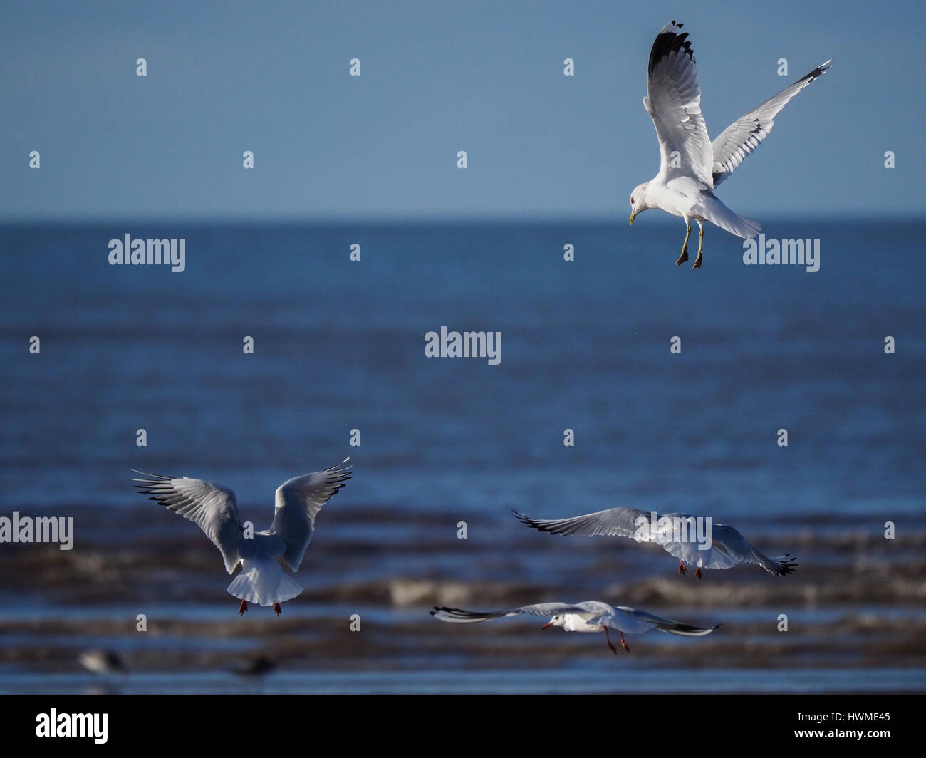 Gull in Flight Stock Photo - Alamy