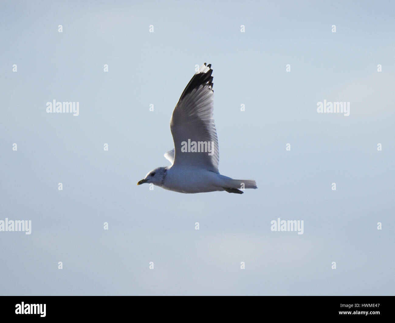 Gull in Flight Stock Photo - Alamy