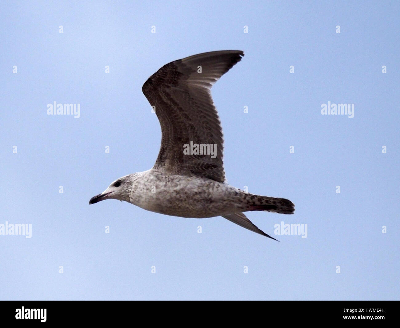 Gull in Flight Stock Photo - Alamy