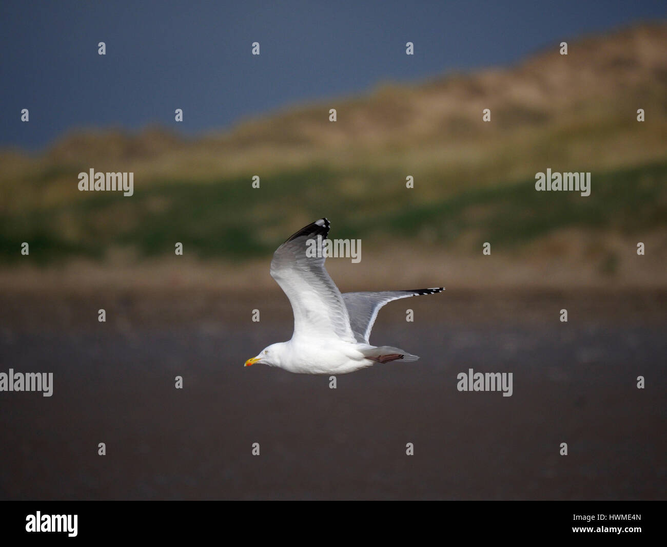 Gull in Flight Stock Photo - Alamy
