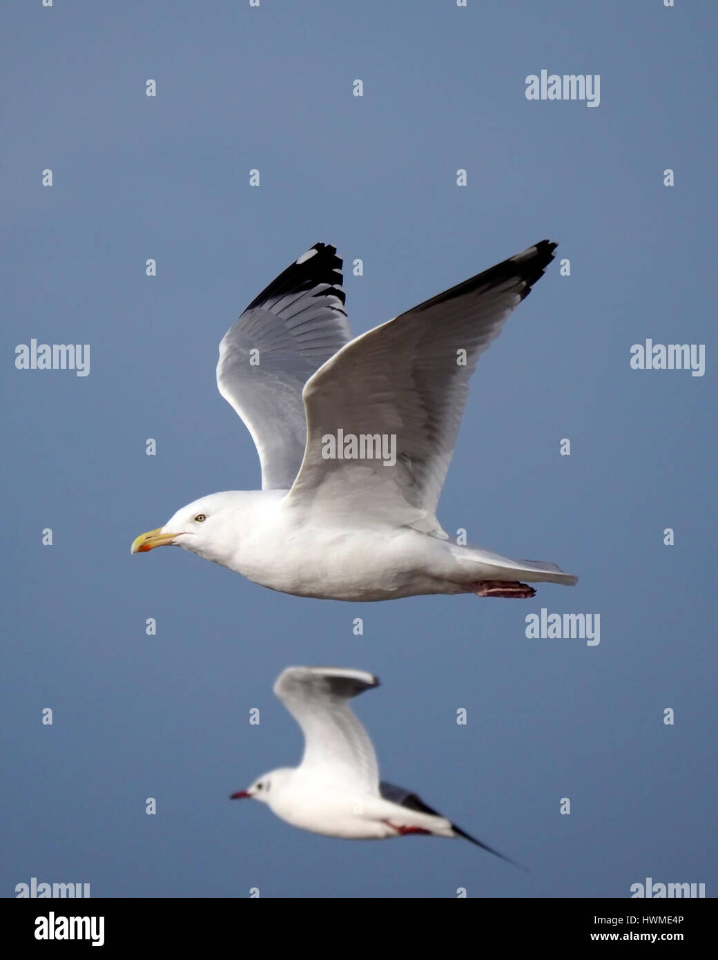 Gull in Flight Stock Photo - Alamy