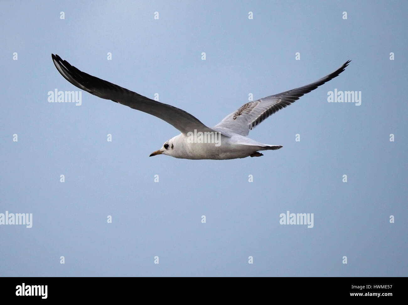 Gull in Flight Stock Photo - Alamy