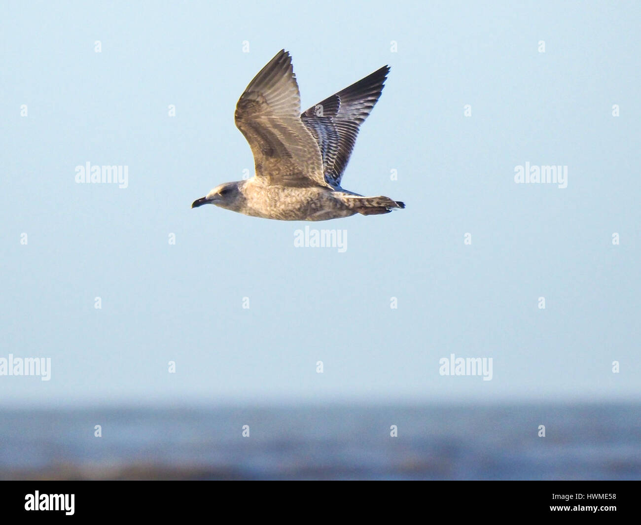 Gull in Flight Stock Photo - Alamy