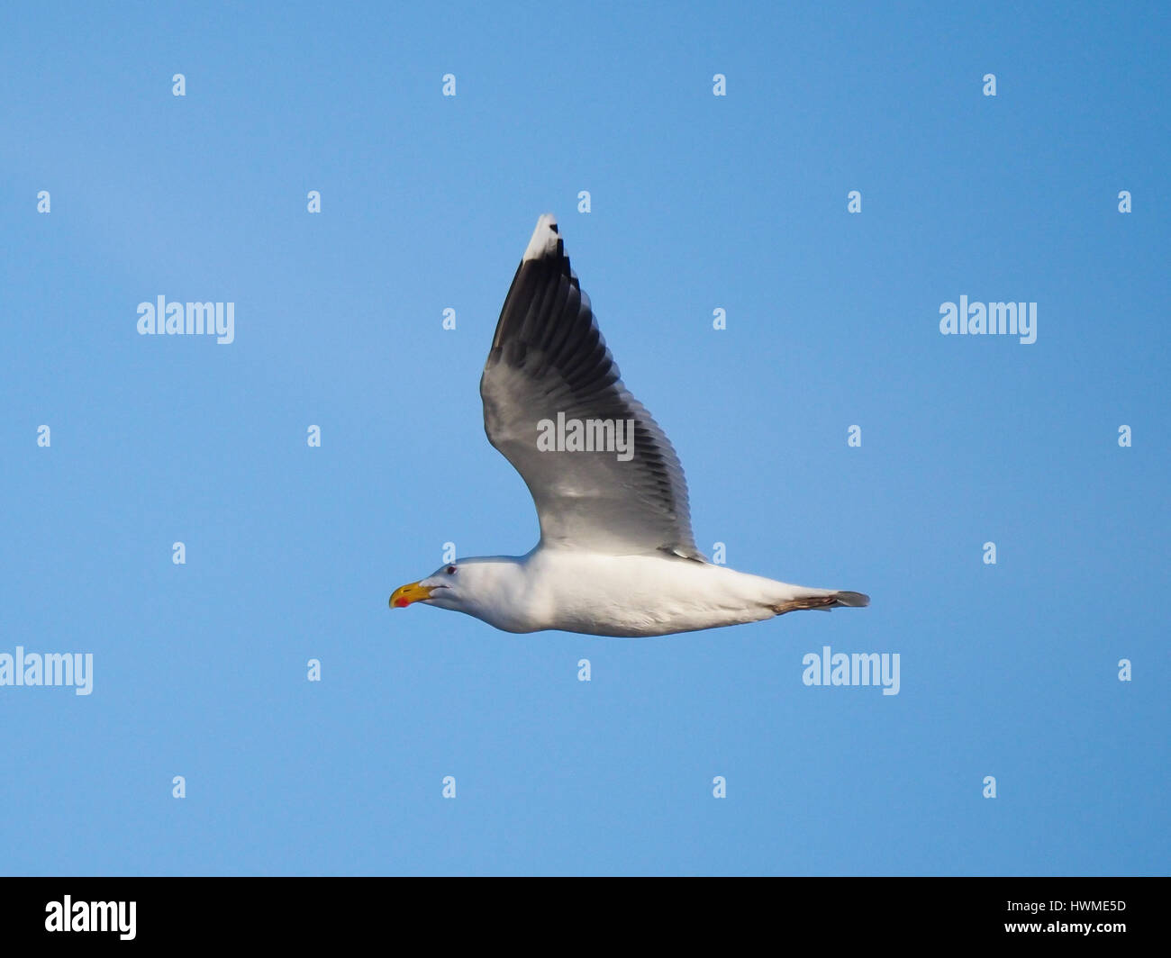 Gull in Flight Stock Photo - Alamy