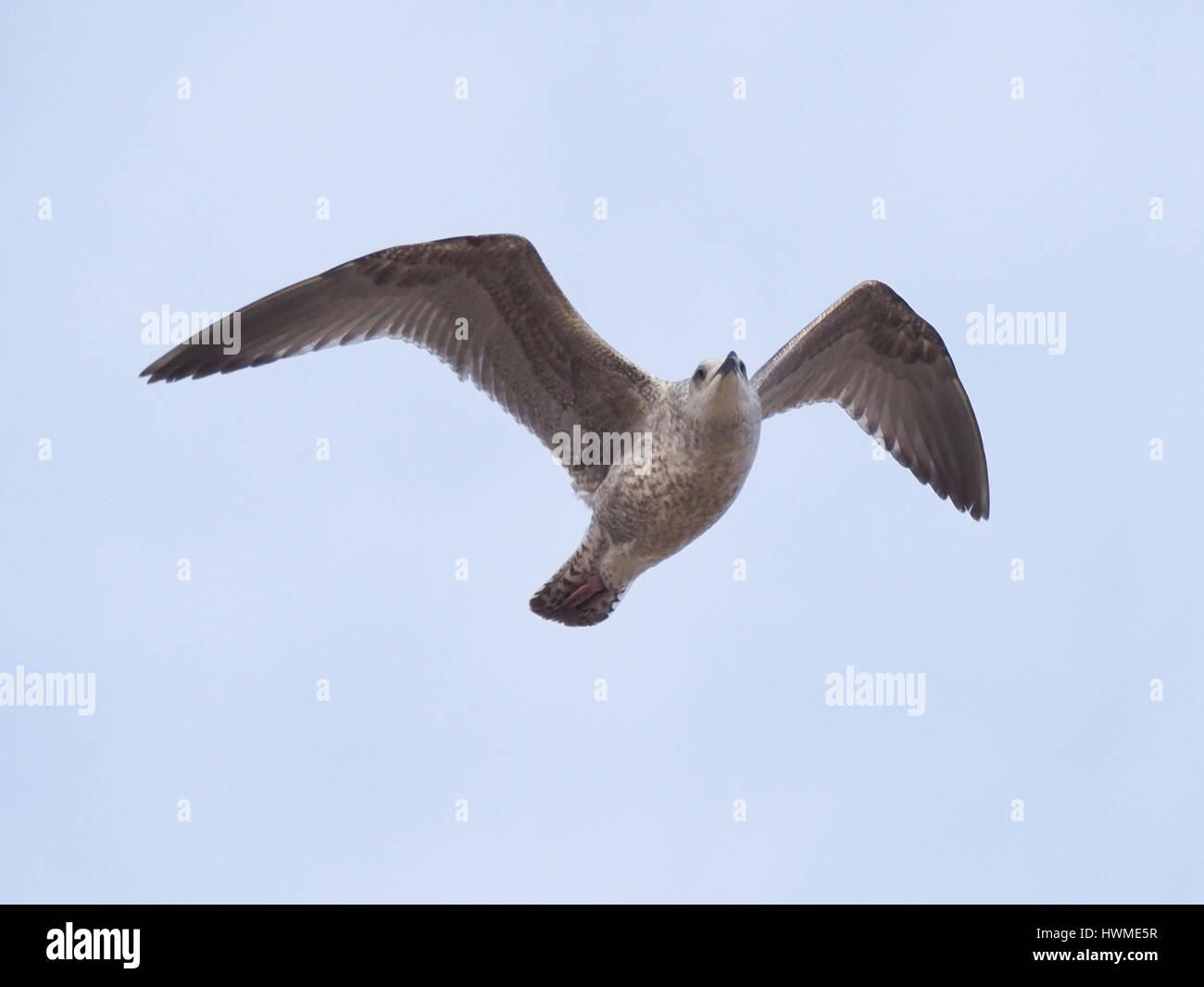 Gull in Flight Stock Photo - Alamy
