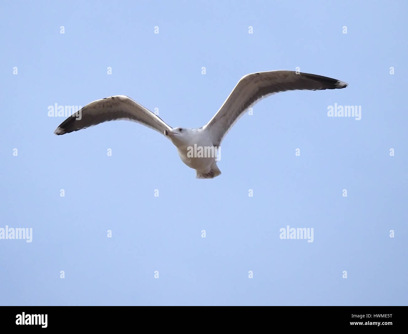 Gull in Flight Stock Photo - Alamy