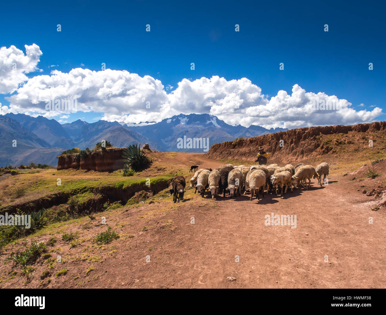Moray, Peru - May 20, 2016: Peruvian Indian farmer with his sheep in ...