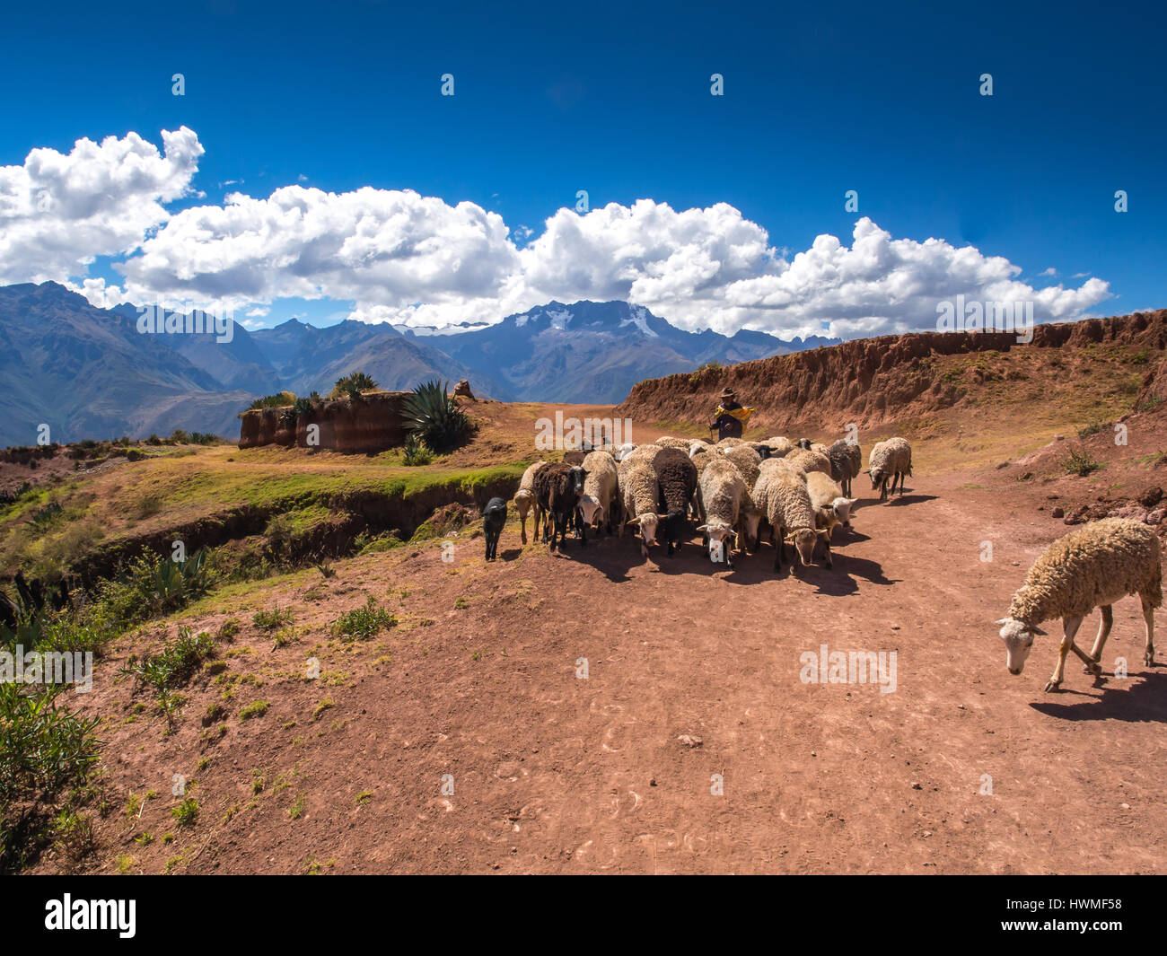 Moray, Peru - May 20, 2016: Peruvian Indian farmer with his sheep in ...