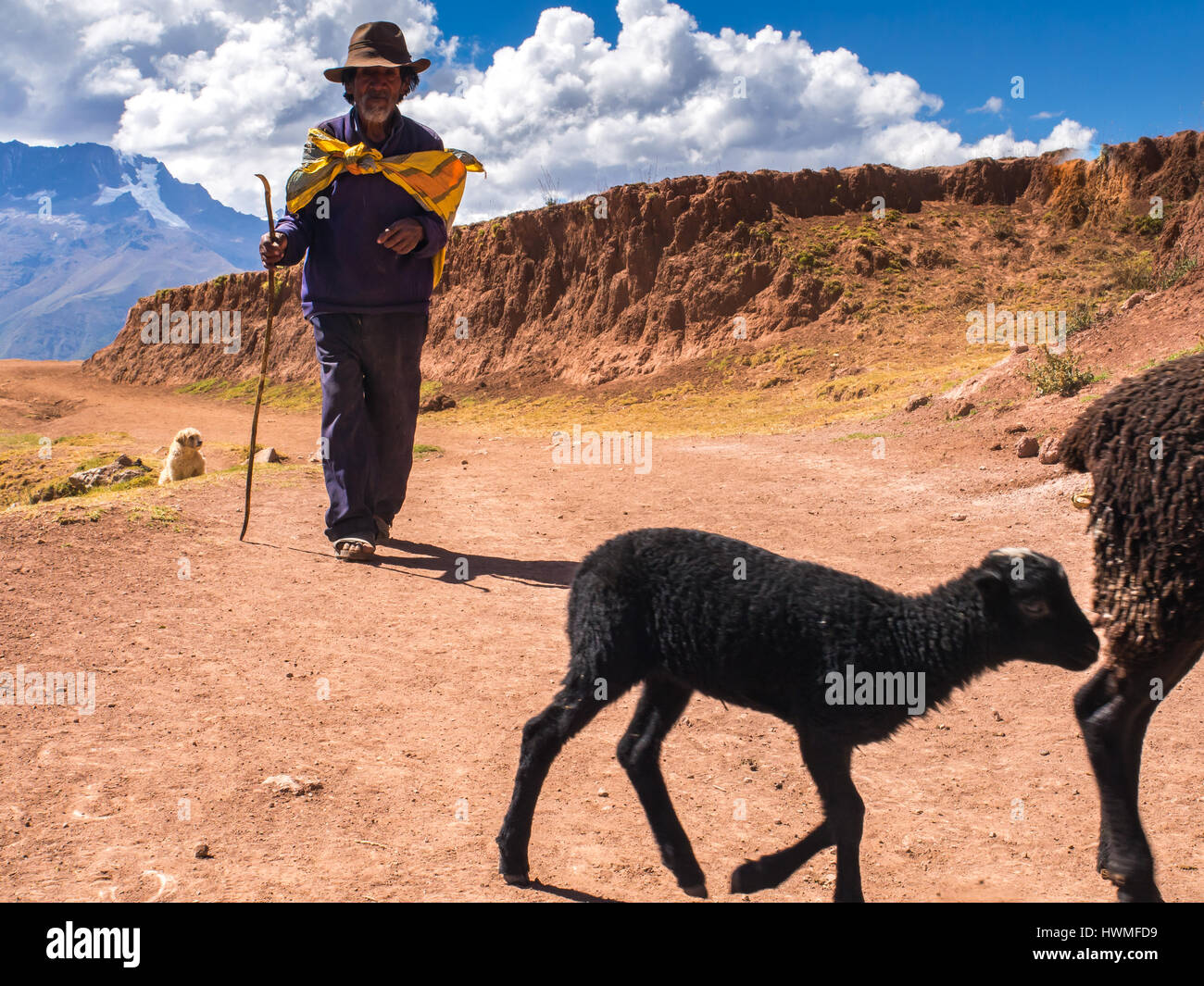 Moray, Peru - May 20, 2016: Peruvian Indian farmer with his sheep in ...