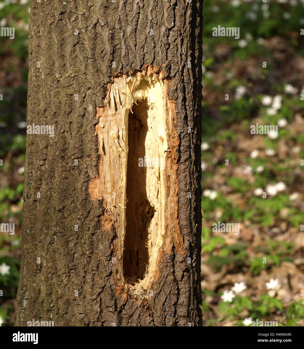 Trunk with hole hi-res stock photography and images - Alamy