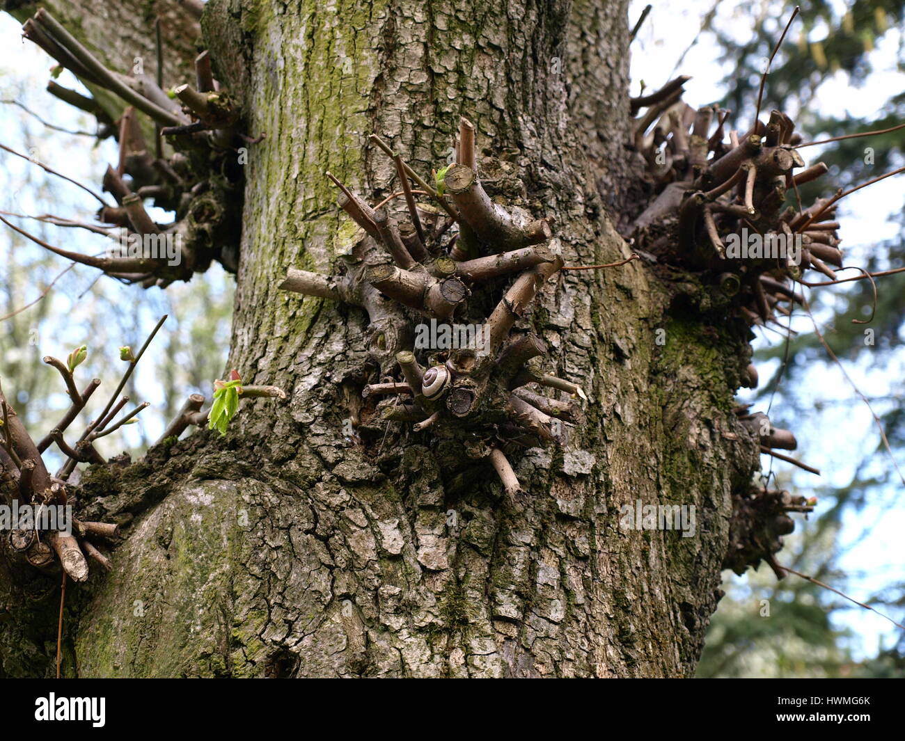Tree trunk woods hi-res stock photography and images - Alamy