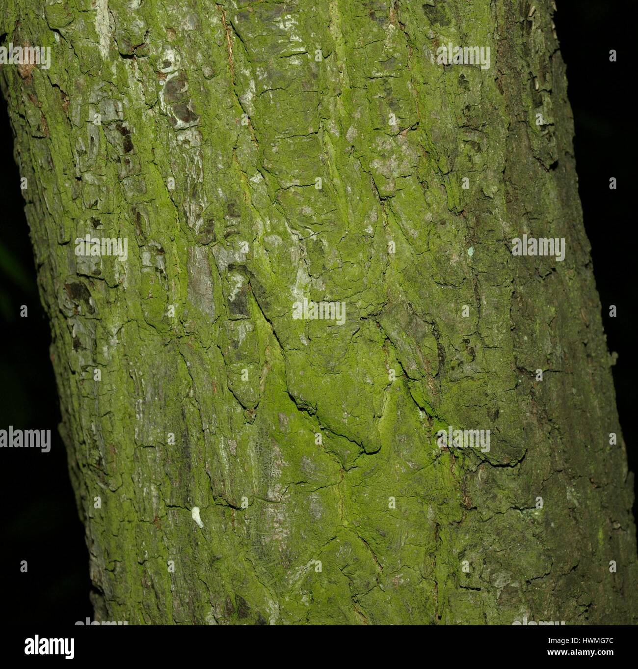 Sturdy tree trunk hi-res stock photography and images - Alamy